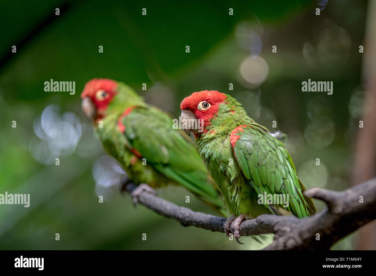 Colorful red conure cherry headed conure hi-res stock photography and ...