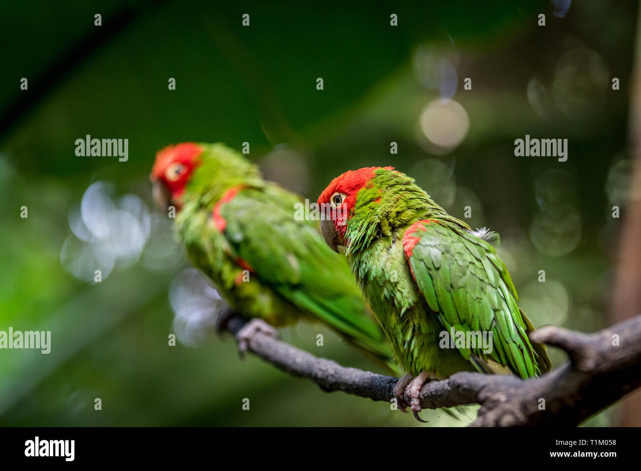 Colorful red conure cherry headed conure hi-res stock photography and ...