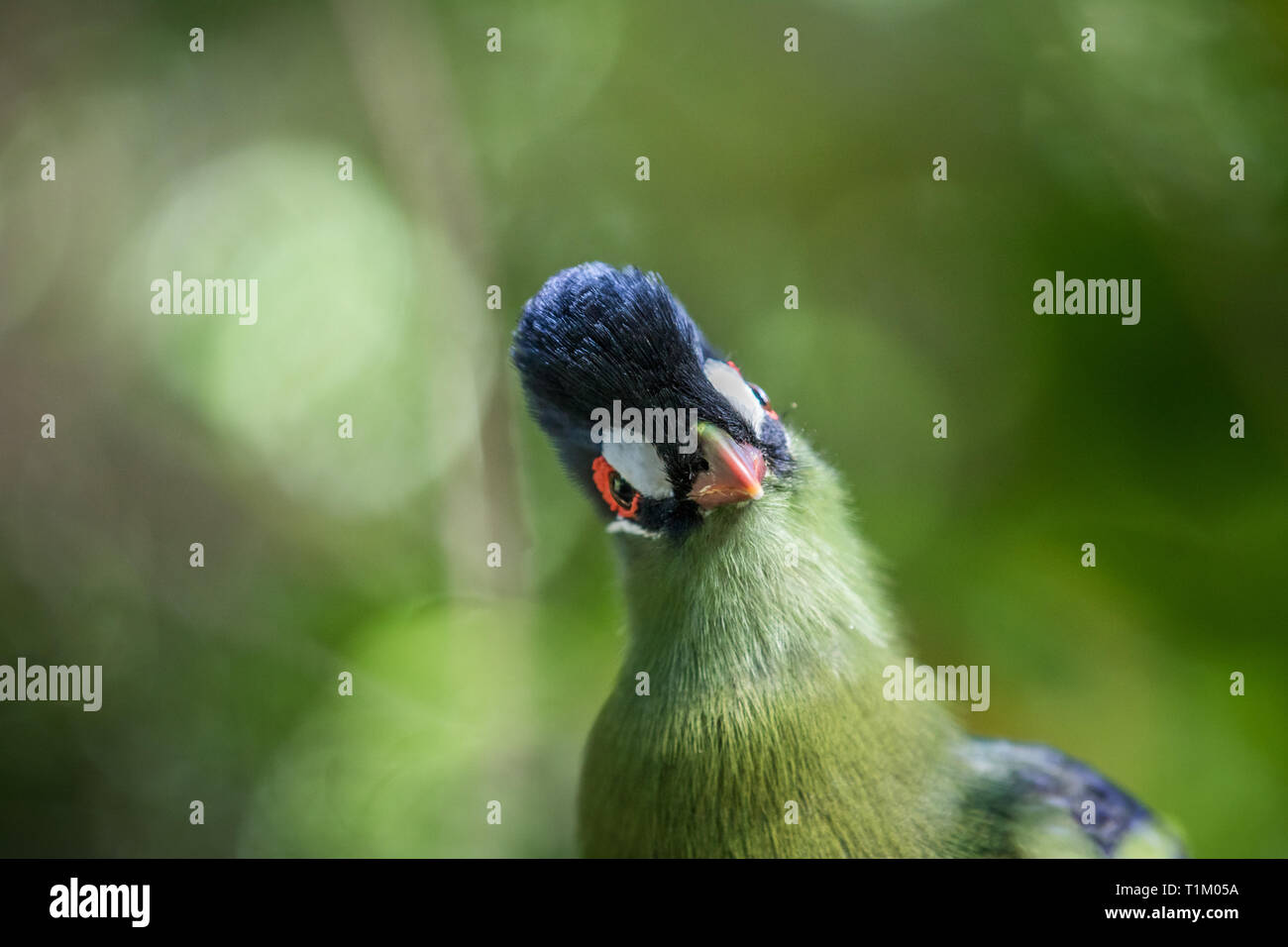 Purple-crested turaco close up in the forest in South Africa Stock ...