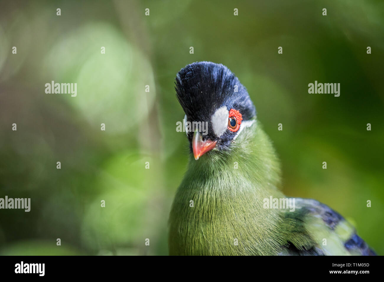Purple-crested turaco close up in the forest in South Africa Stock ...
