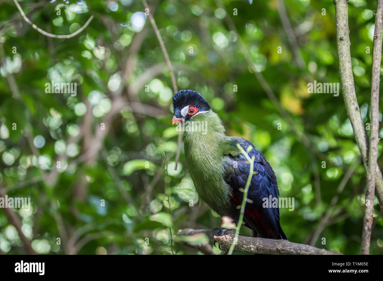 Purple-crested turaco close up in the forest in South Africa Stock ...
