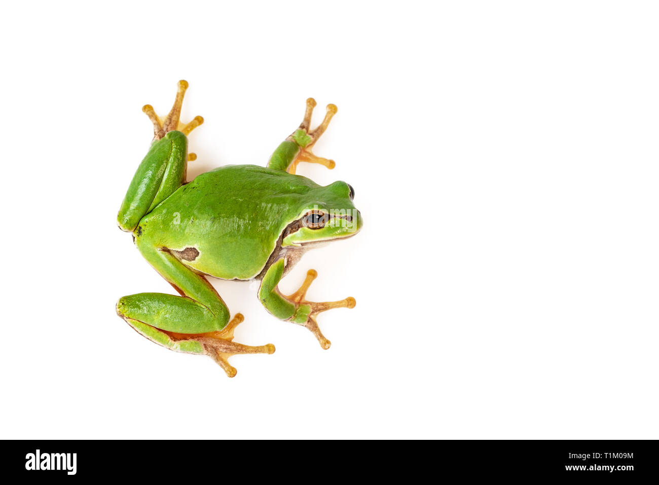 Green Tree Frog Climbing On White Close-Up Hyla arborea Stock Photo - Alamy