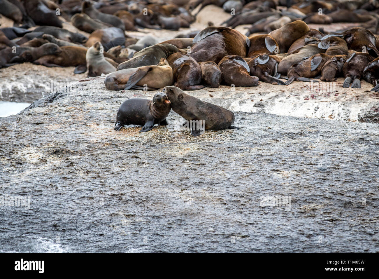 Namibia a colony of cape fur seals hi-res stock photography and images ...