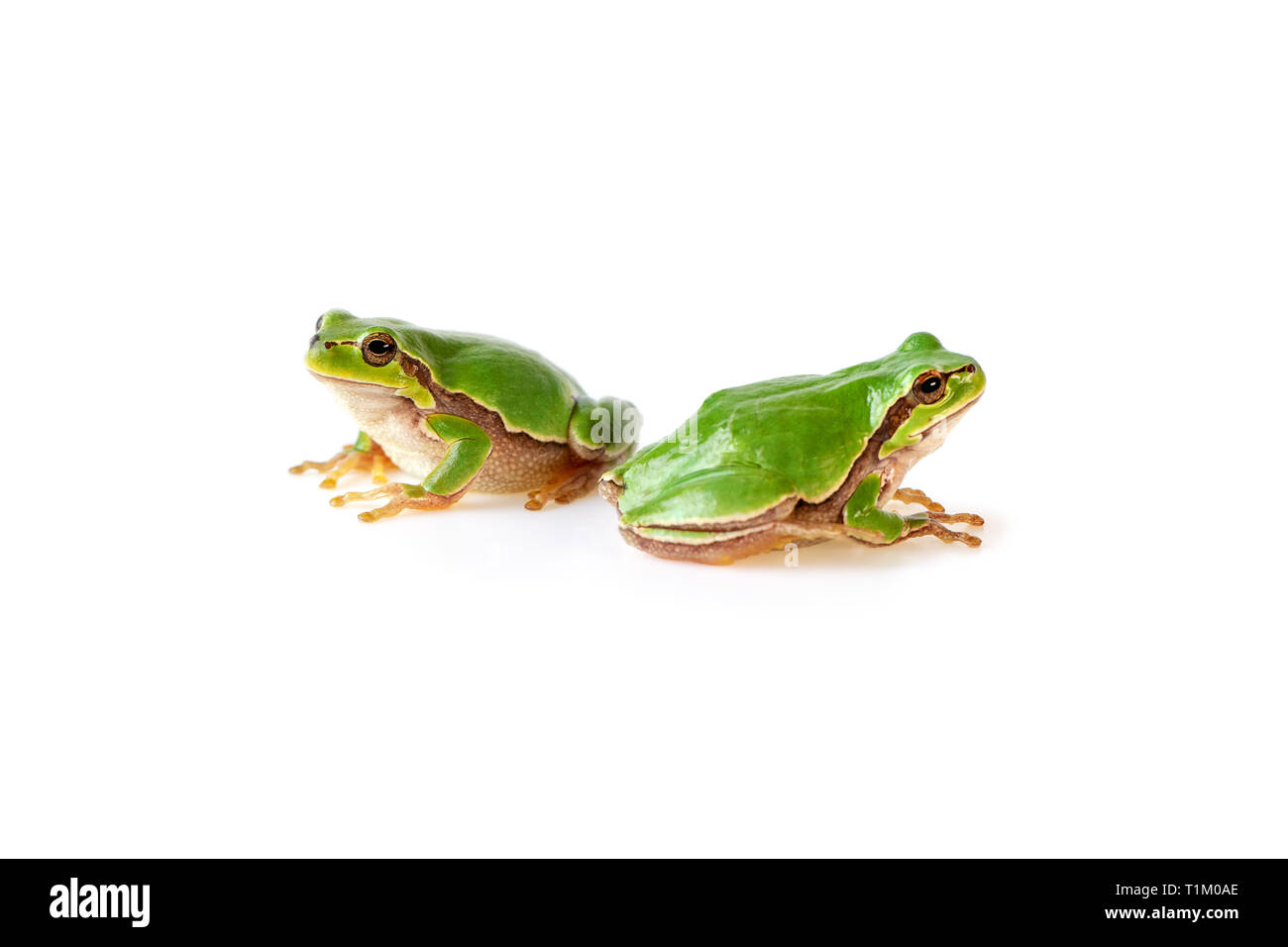 Two tree frogs sitting head to hi-res stock photography and images - Alamy