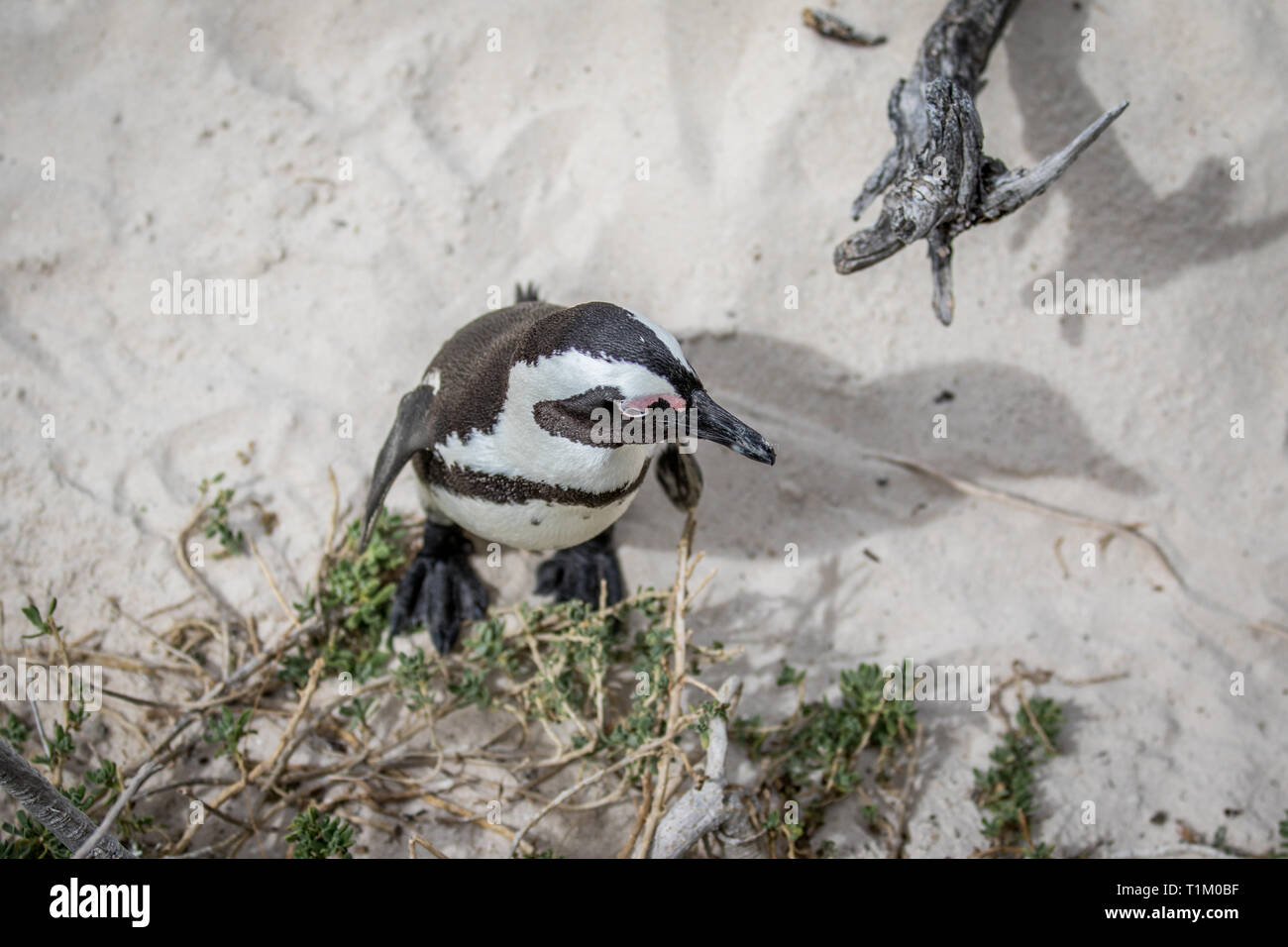 African penguin standing in the sand, South Africa Stock Photo - Alamy