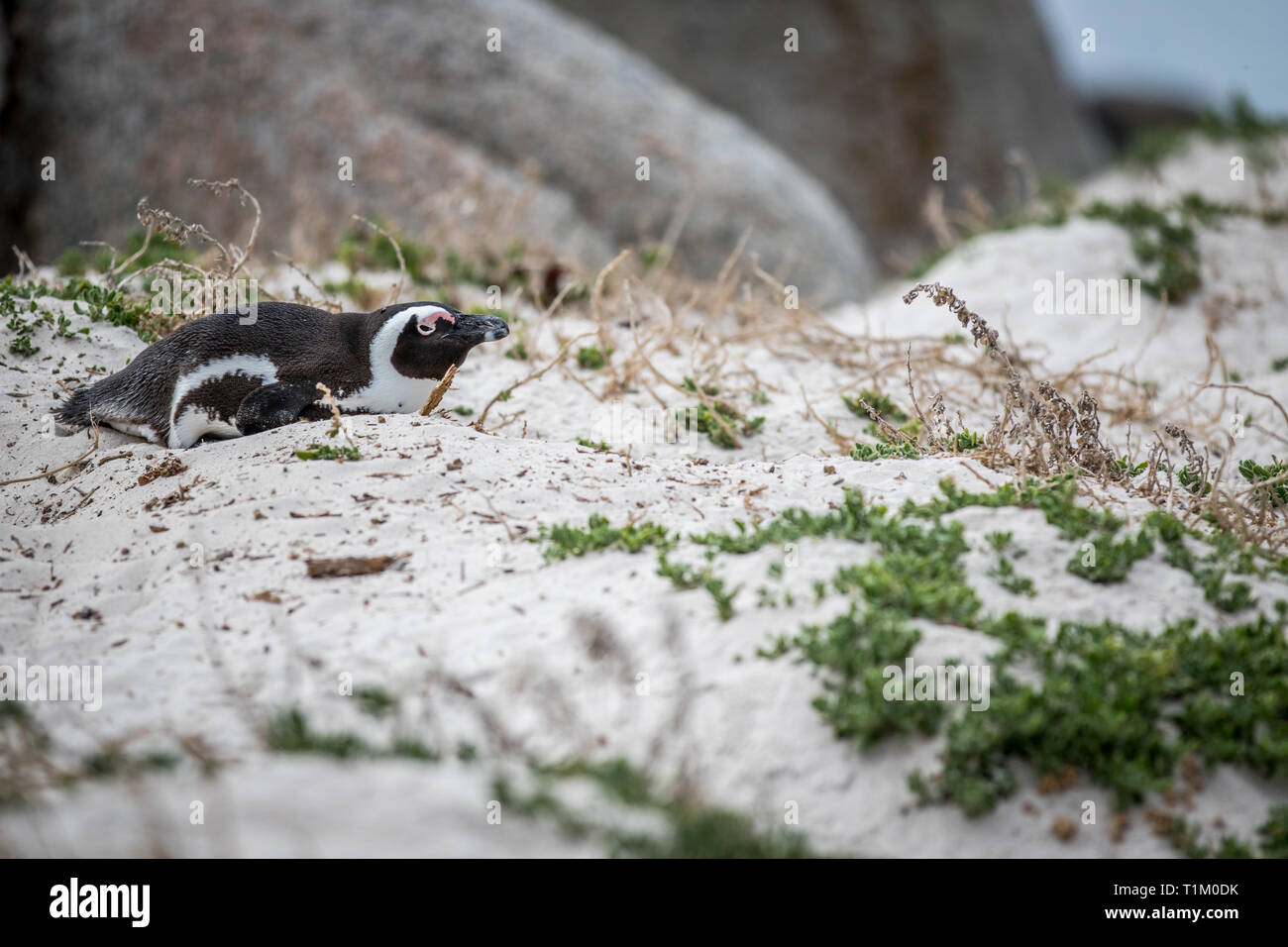 African penguin laying in the sand, South Africa Stock Photo - Alamy