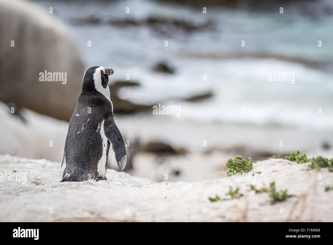 African penguin standing in the sand, South Africa Stock Photo - Alamy
