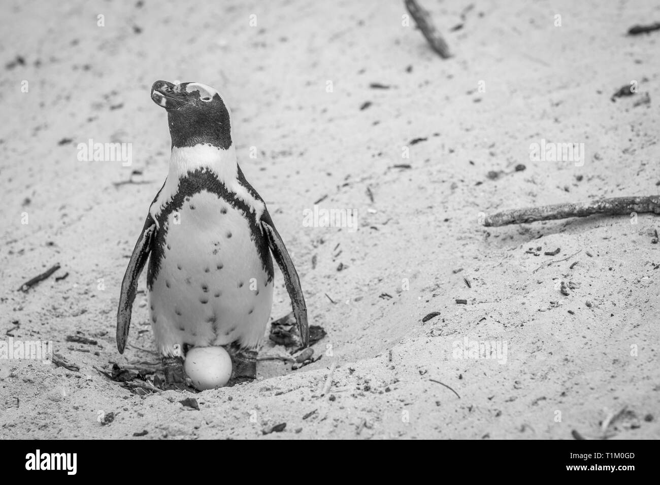 African penguin sitting on an egg in the sand in black and white, South ...