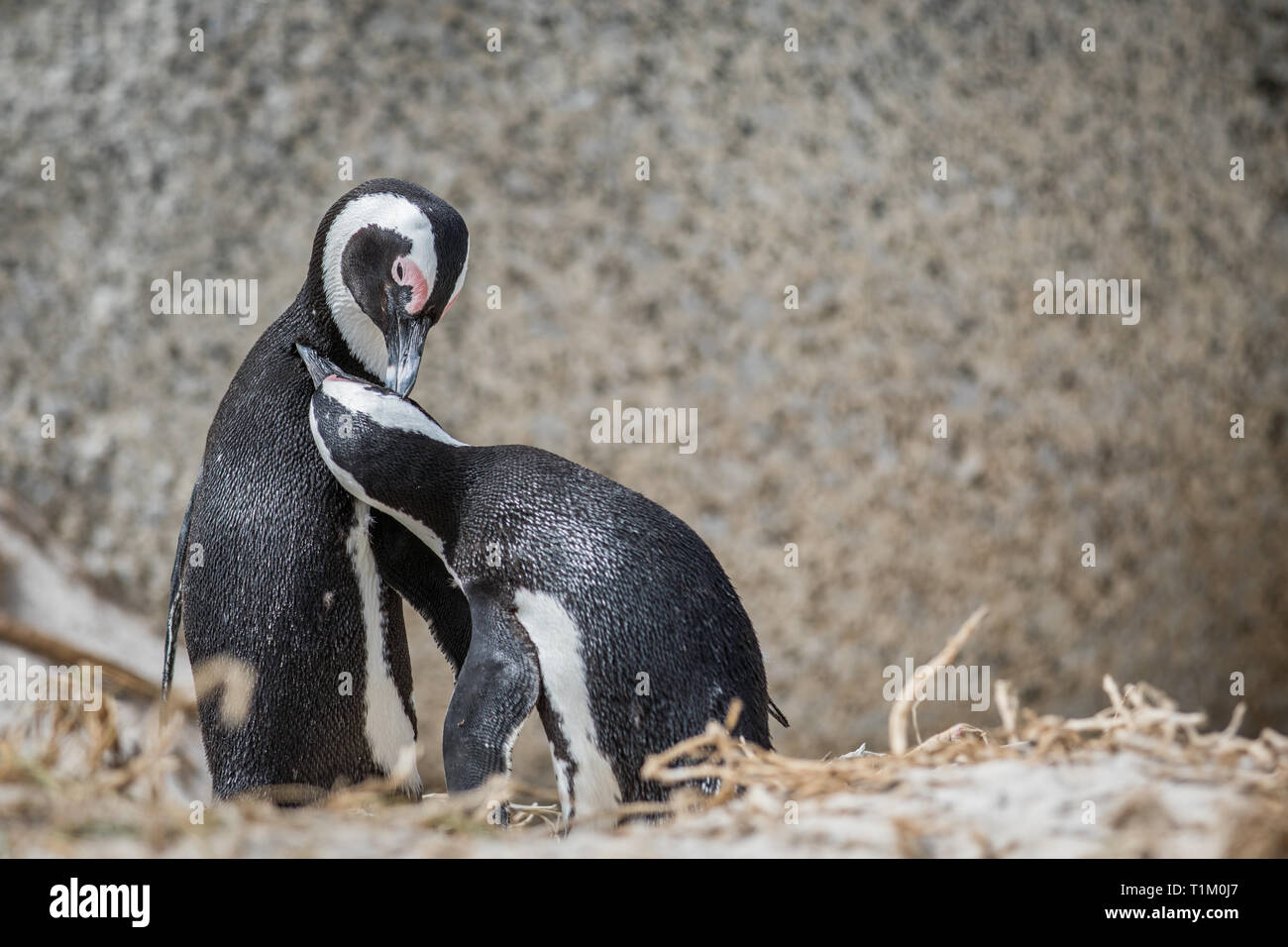 Two African penguins bonding, South Africa Stock Photo - Alamy