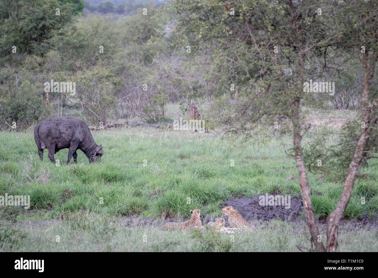 Cheetahs in a drainage line looking at a Buffalo in the Kruger National ...