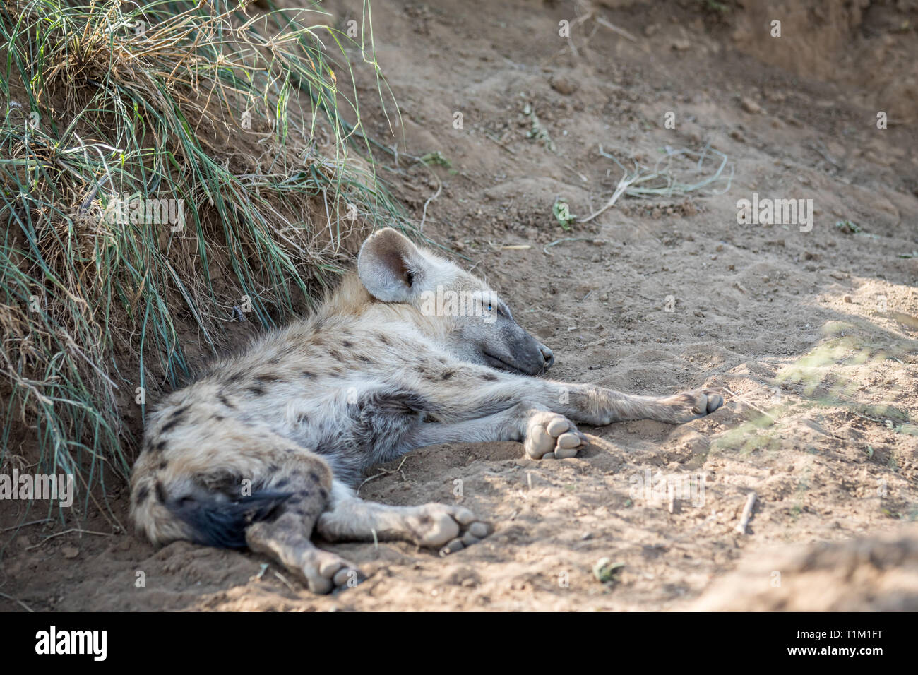 Young Spotted hyena laying in the sand in the Kruger National Park ...