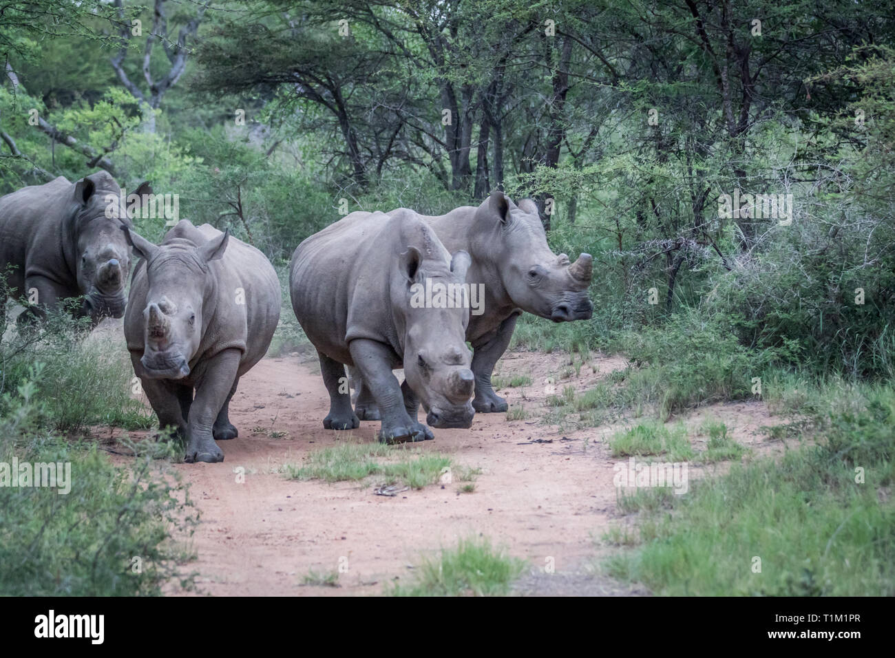 Group of White rhinos standing in the middle of the road in South ...