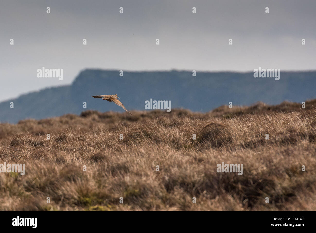Woodcock (Scolopax rusticola) in flight near Kinder Scout, Peak ...
