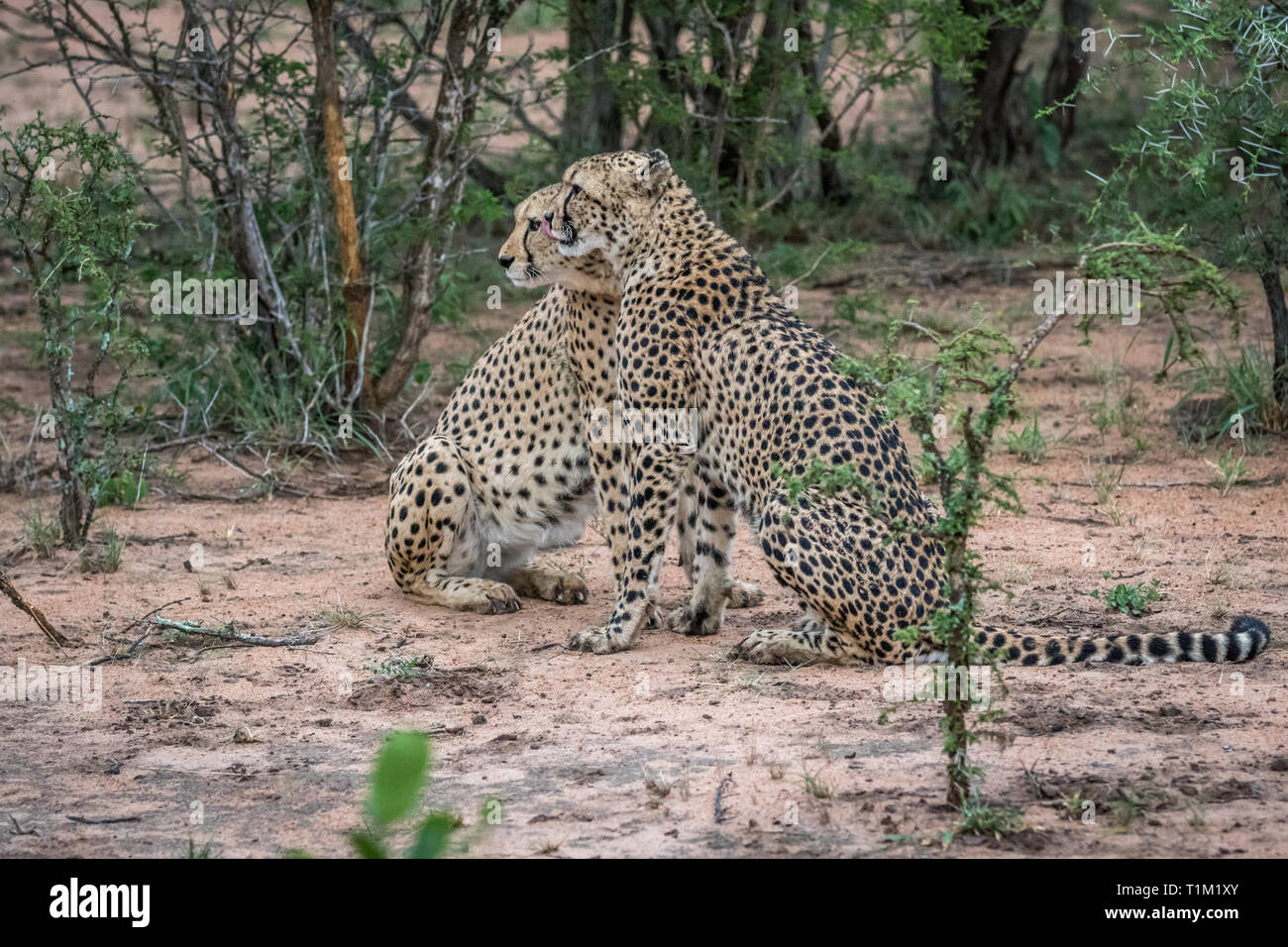 Two cheetahs in sand hi-res stock photography and images - Alamy