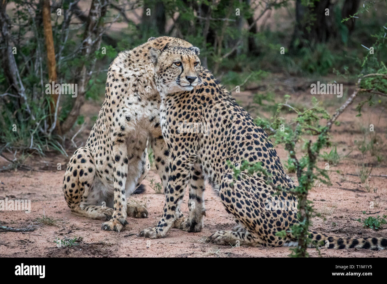 Two cheetahs in sand hi-res stock photography and images - Alamy