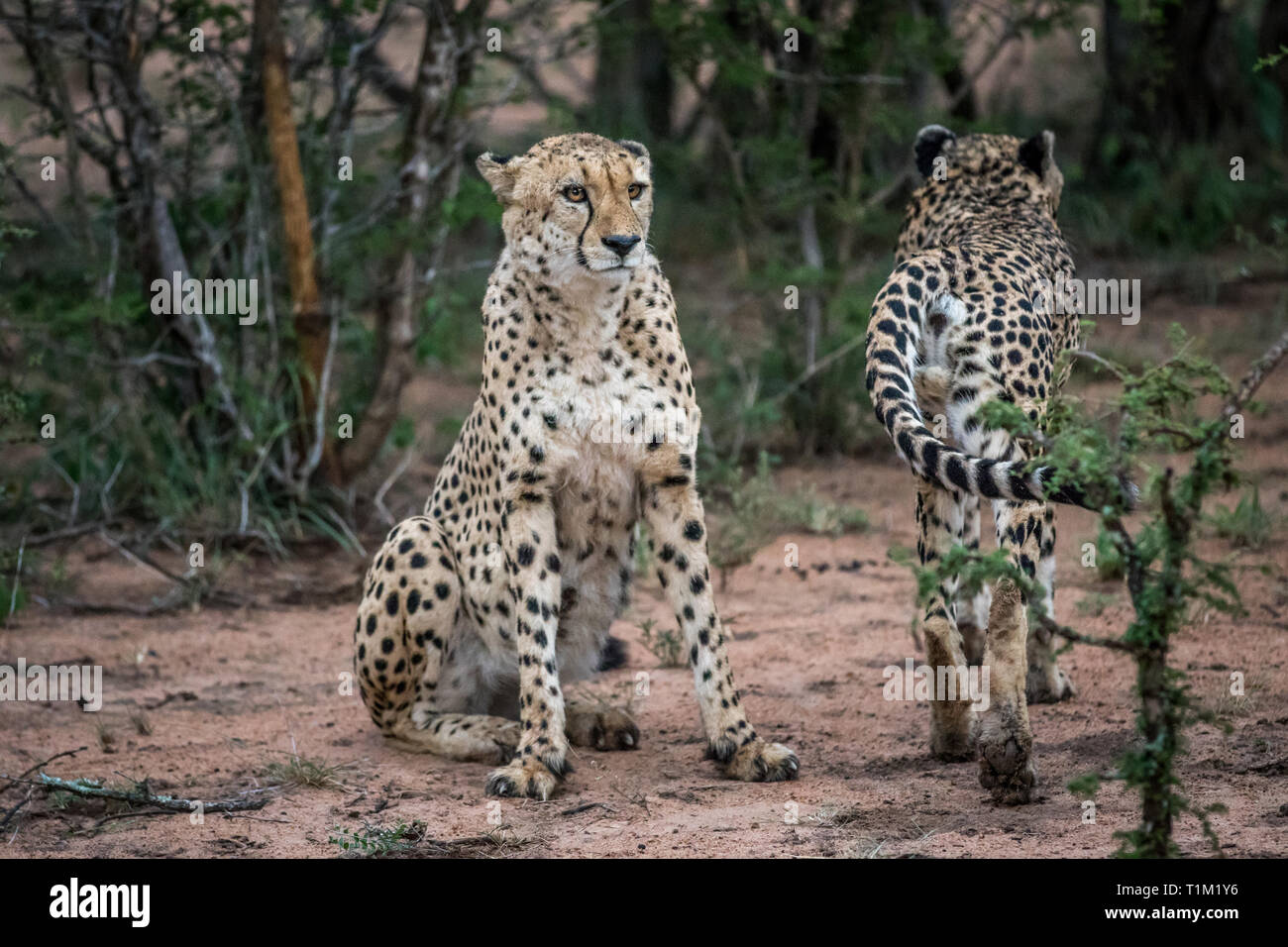 Two cheetahs in sand hi-res stock photography and images - Alamy