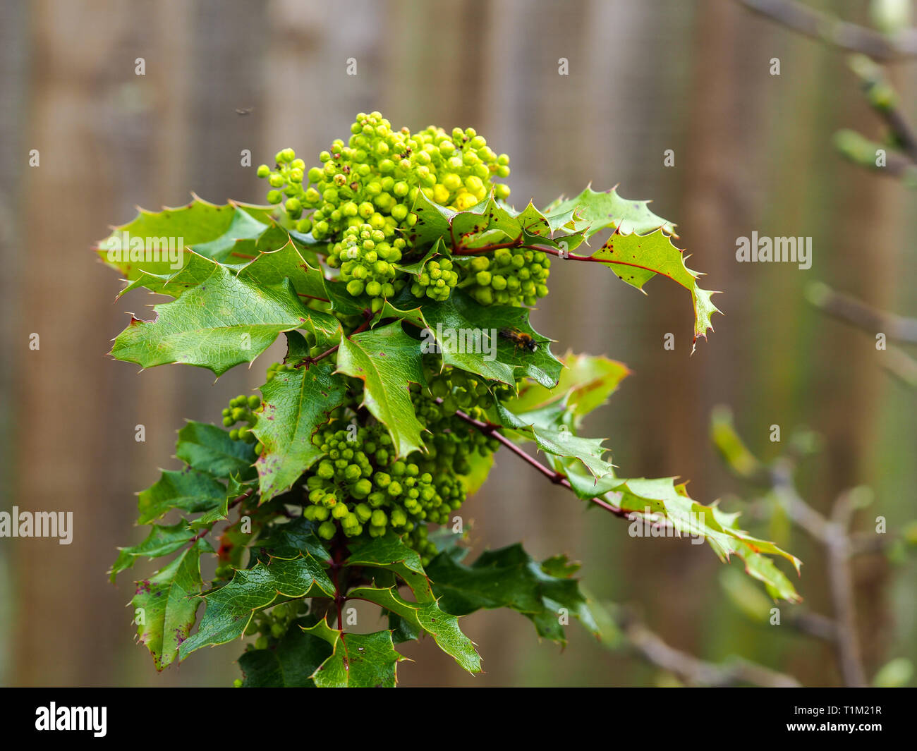 Green shiny leaves and yellow flower buds on a holly bush in spring ...