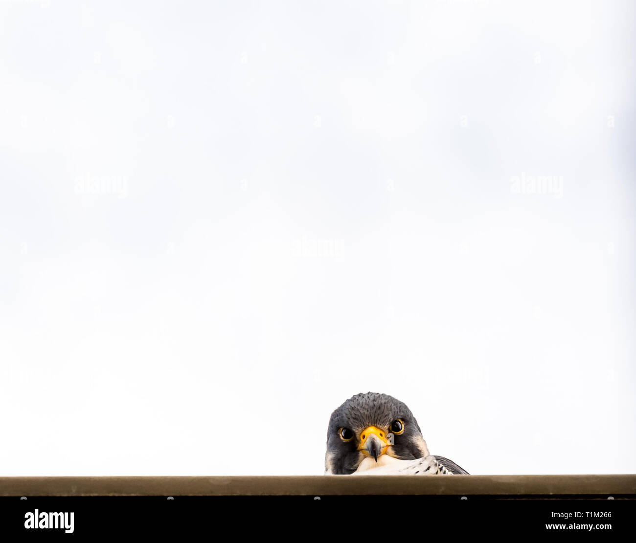 Peregrine house hi-res stock photography and images - Alamy