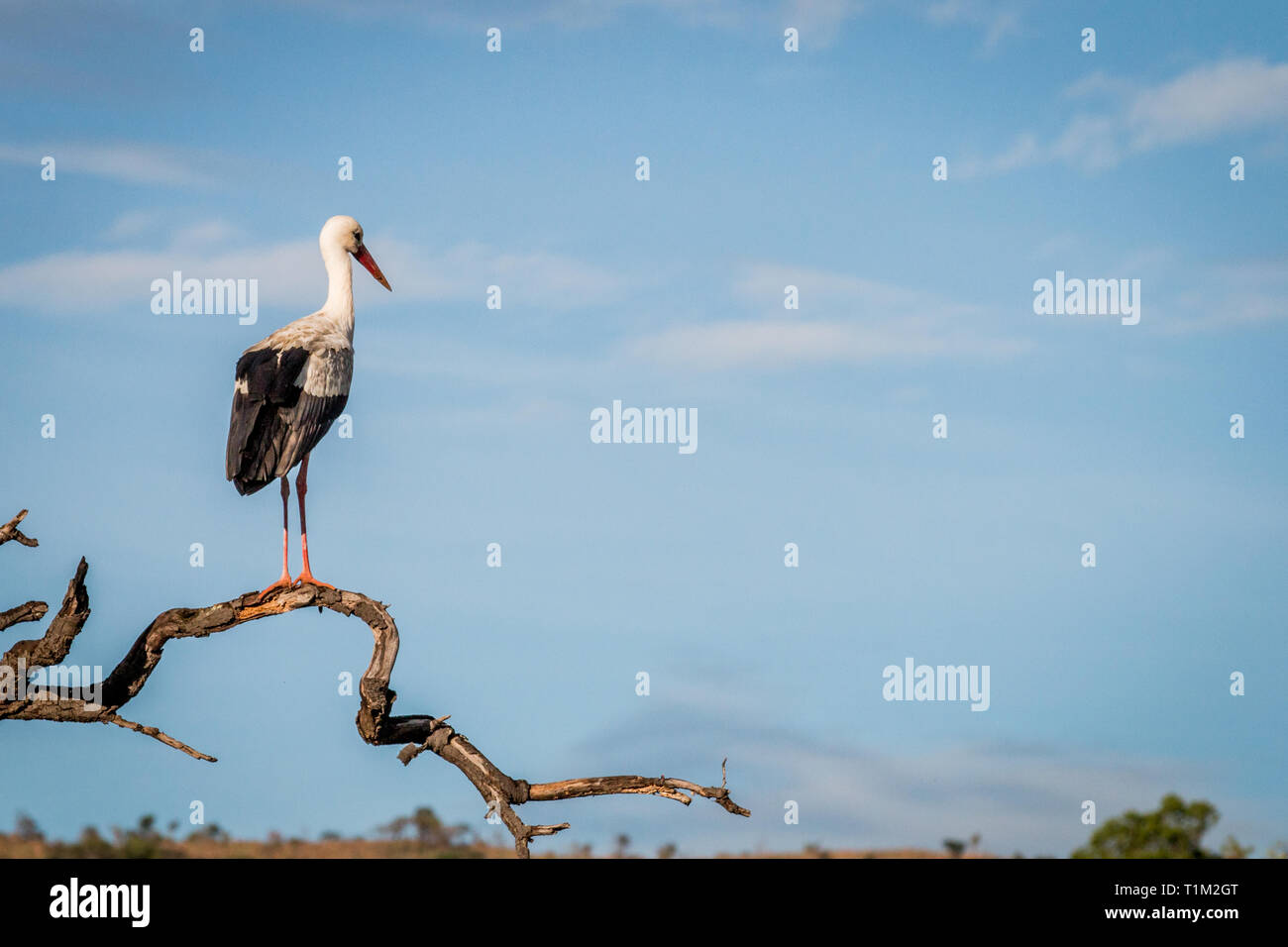 White stork standing on a dead branch in the Welgevonden game reserve ...