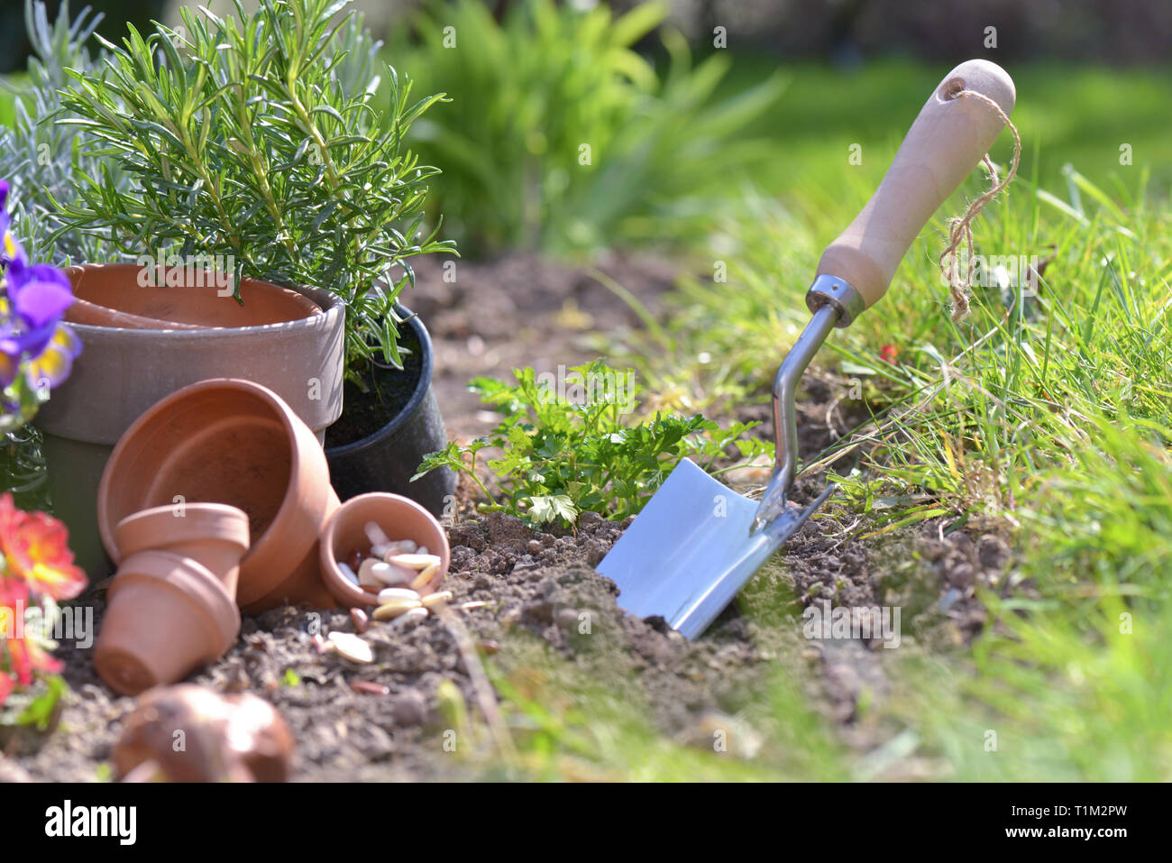 close on showel planting in the soil of a garden Stock Photo - Alamy