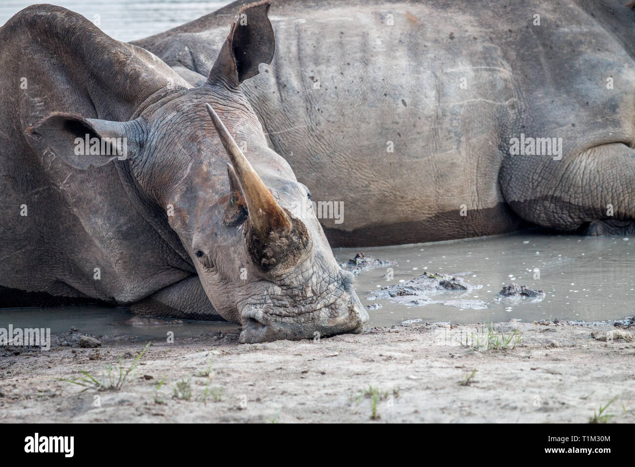 Rhinoceros laying down hi-res stock photography and images - Alamy