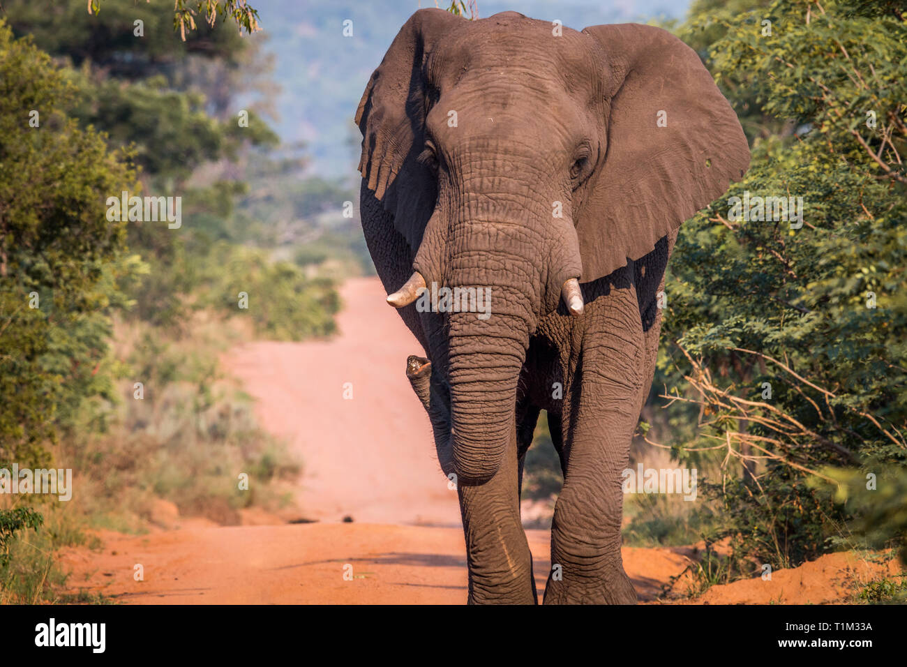 Big Elephant bull walking on the road in the Welgevonden game reserve ...