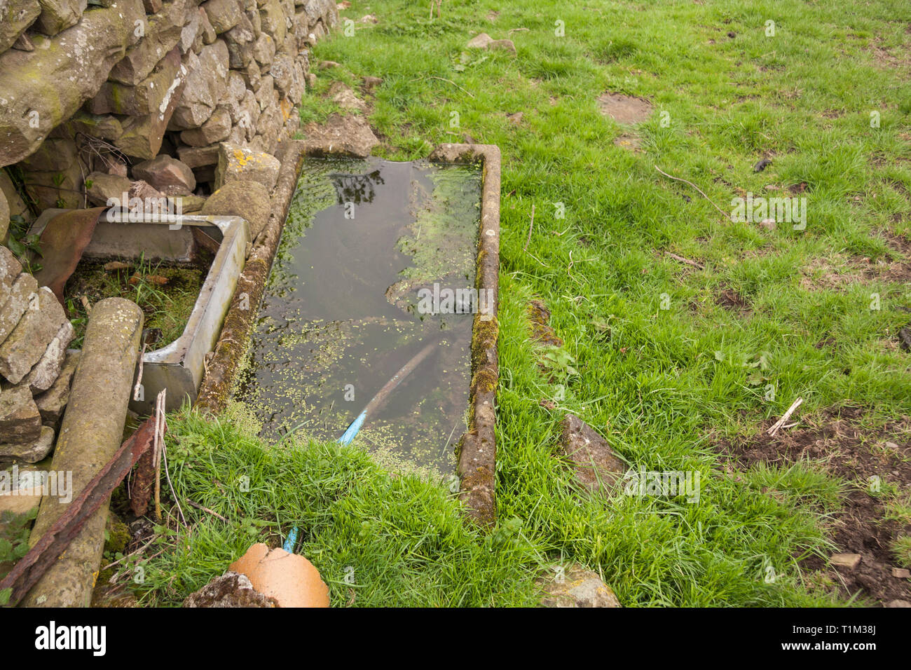 A animal water trough in a field in Reeth, North Yorkshire,England,UK ...