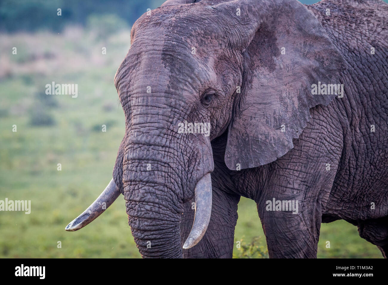 Side profile of a big Elephant bull in the Welgevonden game reserve ...