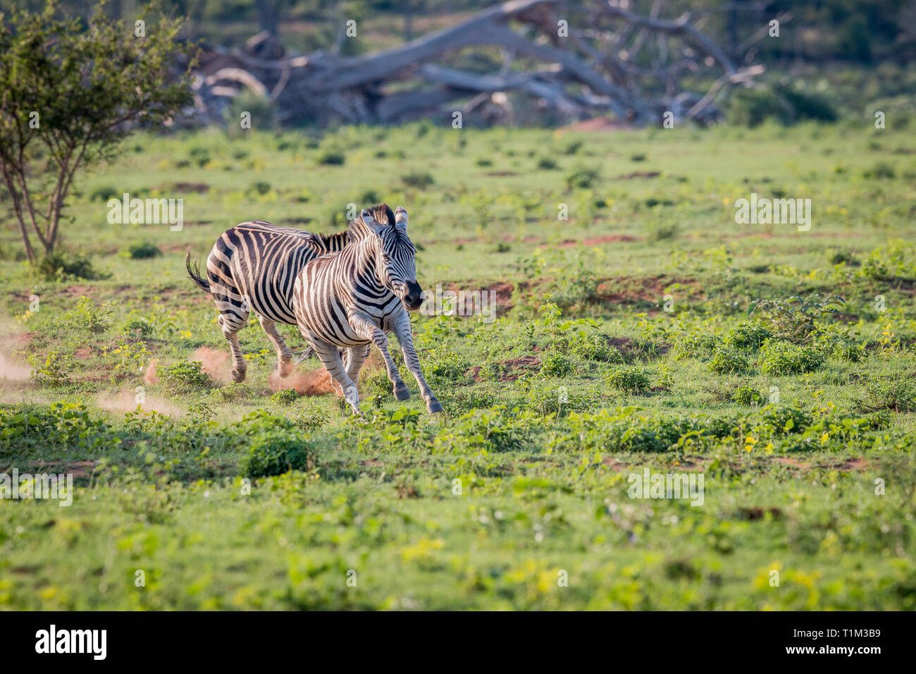 Chasing zebras photography hi-res stock photography and images - Alamy