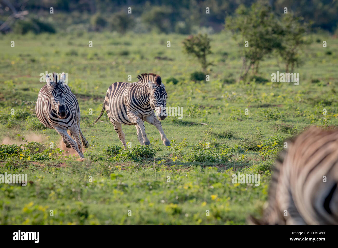 Chasing zebras photography hi-res stock photography and images - Alamy
