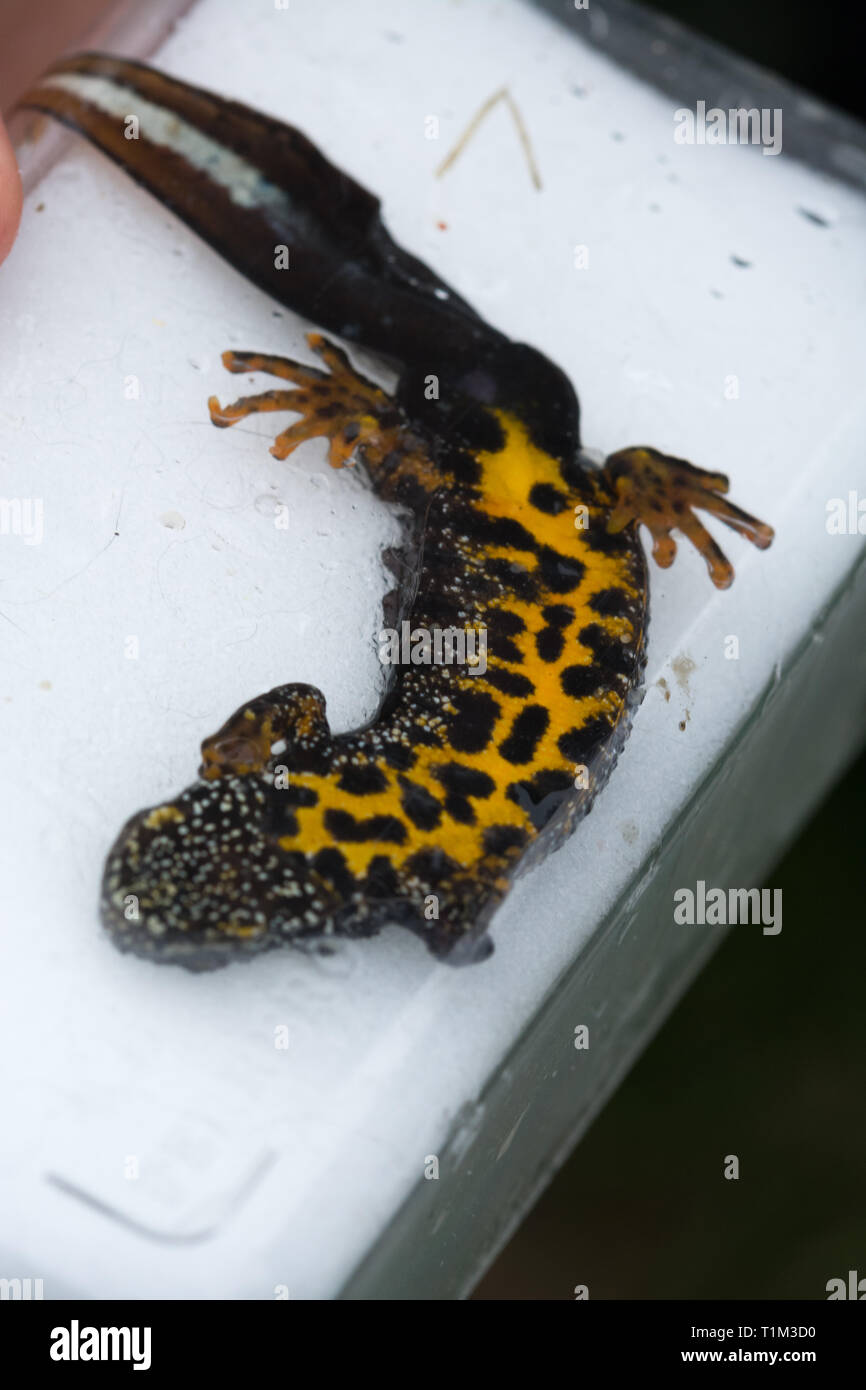 Male great crested newt (Triturus cristatus) positioned by a licensed ...
