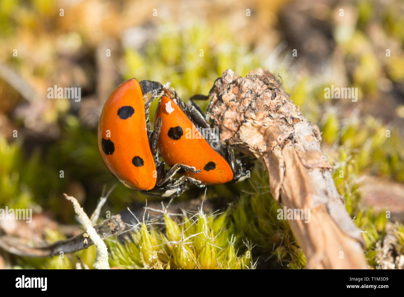 Ladybirds hi-res stock photography and images - Alamy