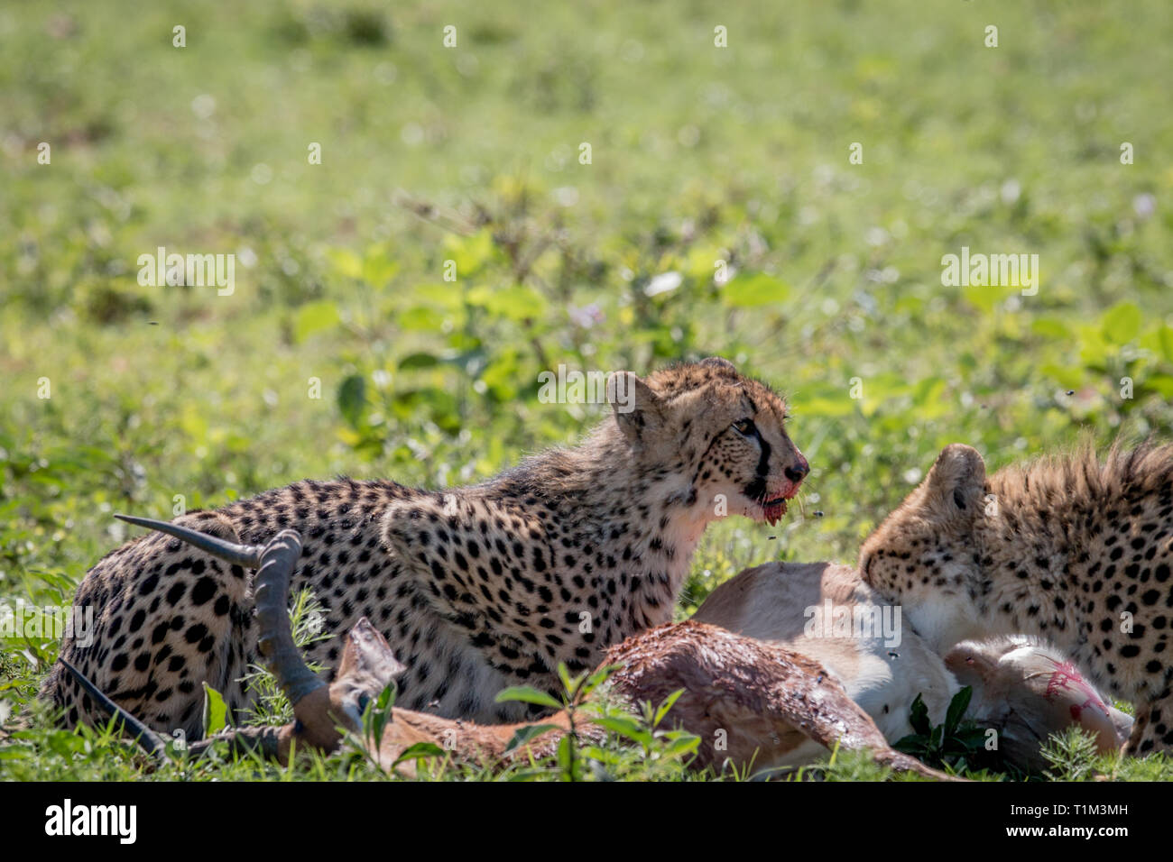 Cheetah feeding on antelope hi-res stock photography and images - Alamy