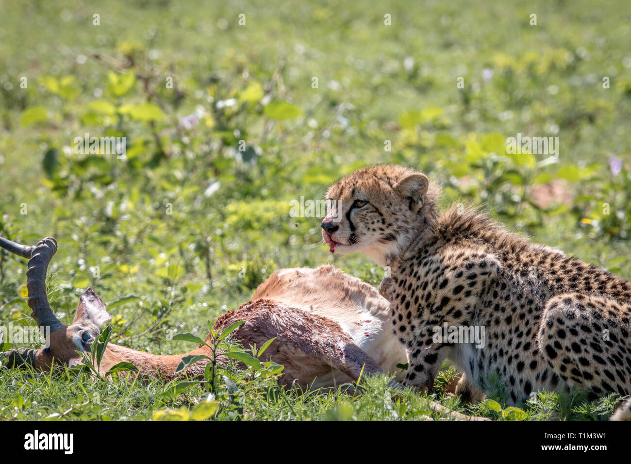 Cheetah feeding on an Impala kill in the Welgevonden game reserve ...