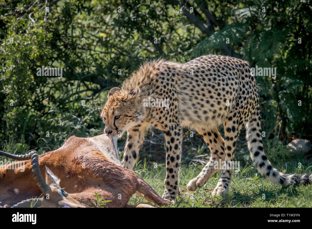 Cheetah feeding on an Impala kill in the Welgevonden game reserve ...