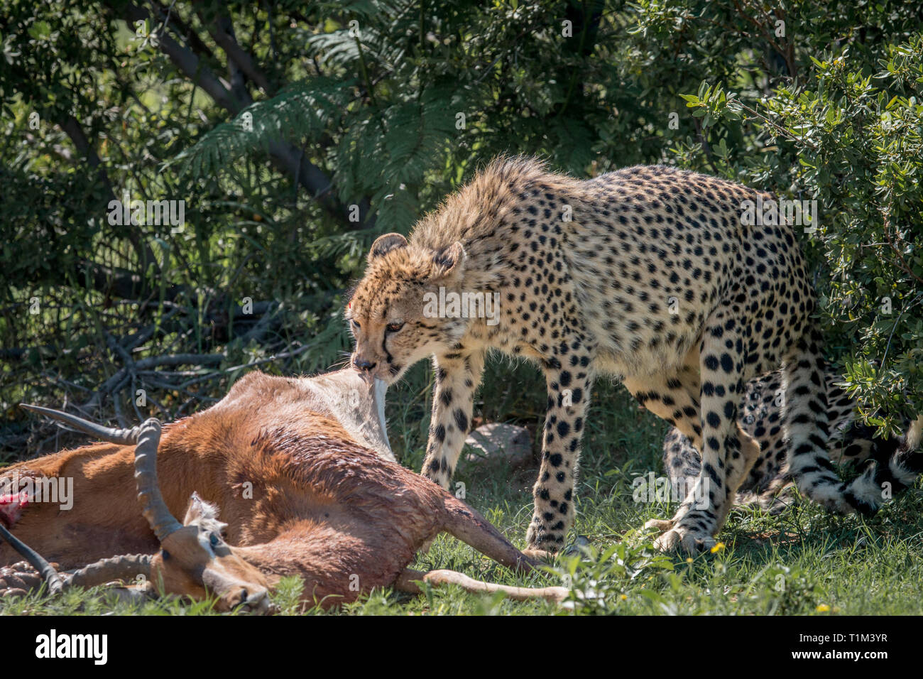 Cheetah feeding on an Impala kill in the Welgevonden game reserve ...