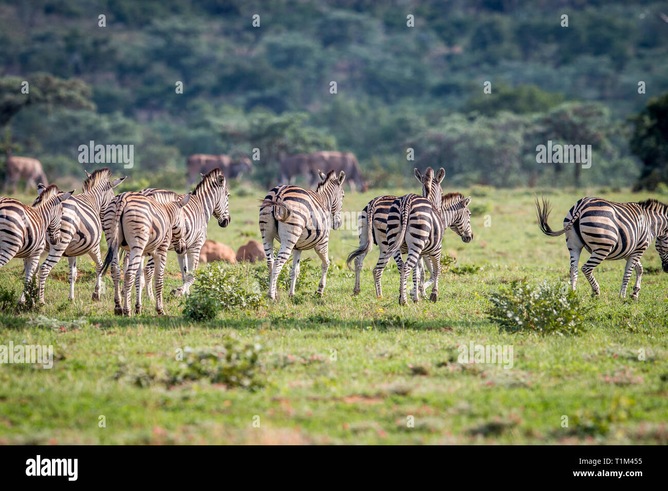 Herd of Zebras on a grass plain in the Welgevonden game reserve, South ...