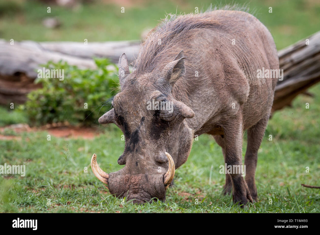 Male warthog standing hi-res stock photography and images - Alamy