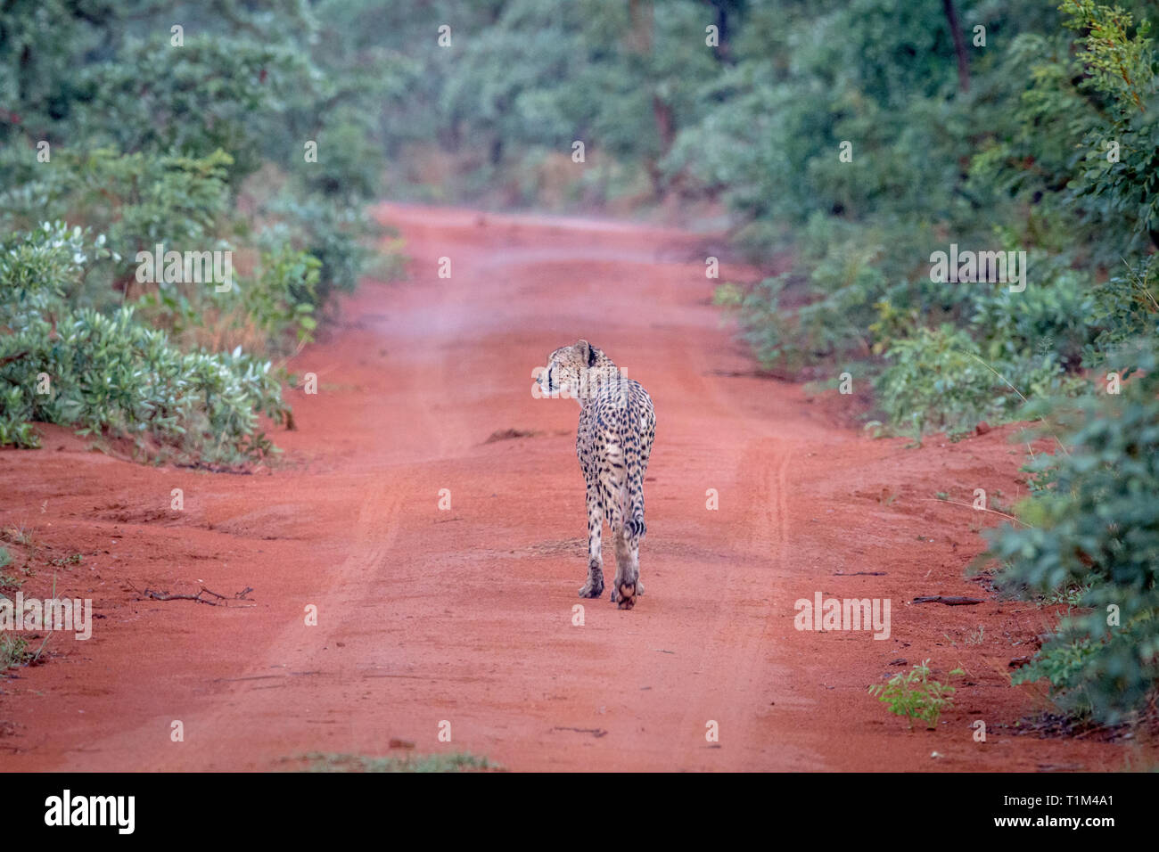 Cheetah walking in the road in the Welgevonden game reserve, South ...
