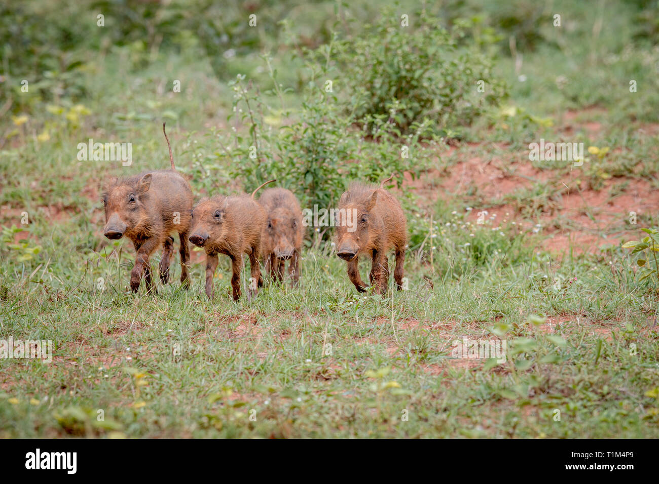 Group of baby Warthog piglets running in the grass in the Welgevonden ...