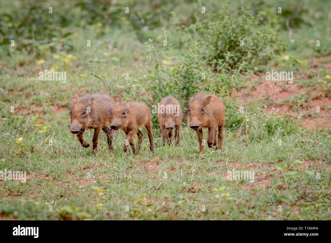 Group of baby Warthog piglets running in the grass in the Welgevonden ...