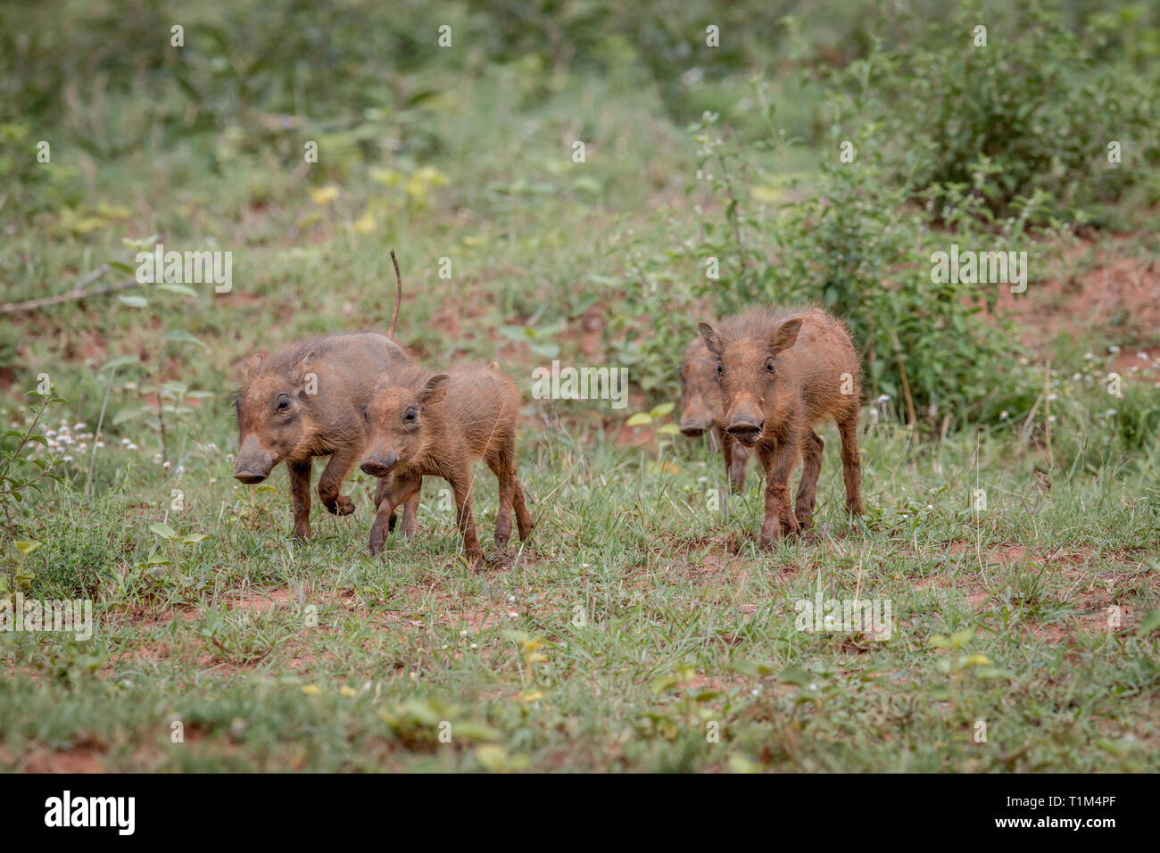 Warthog family running hi-res stock photography and images - Alamy