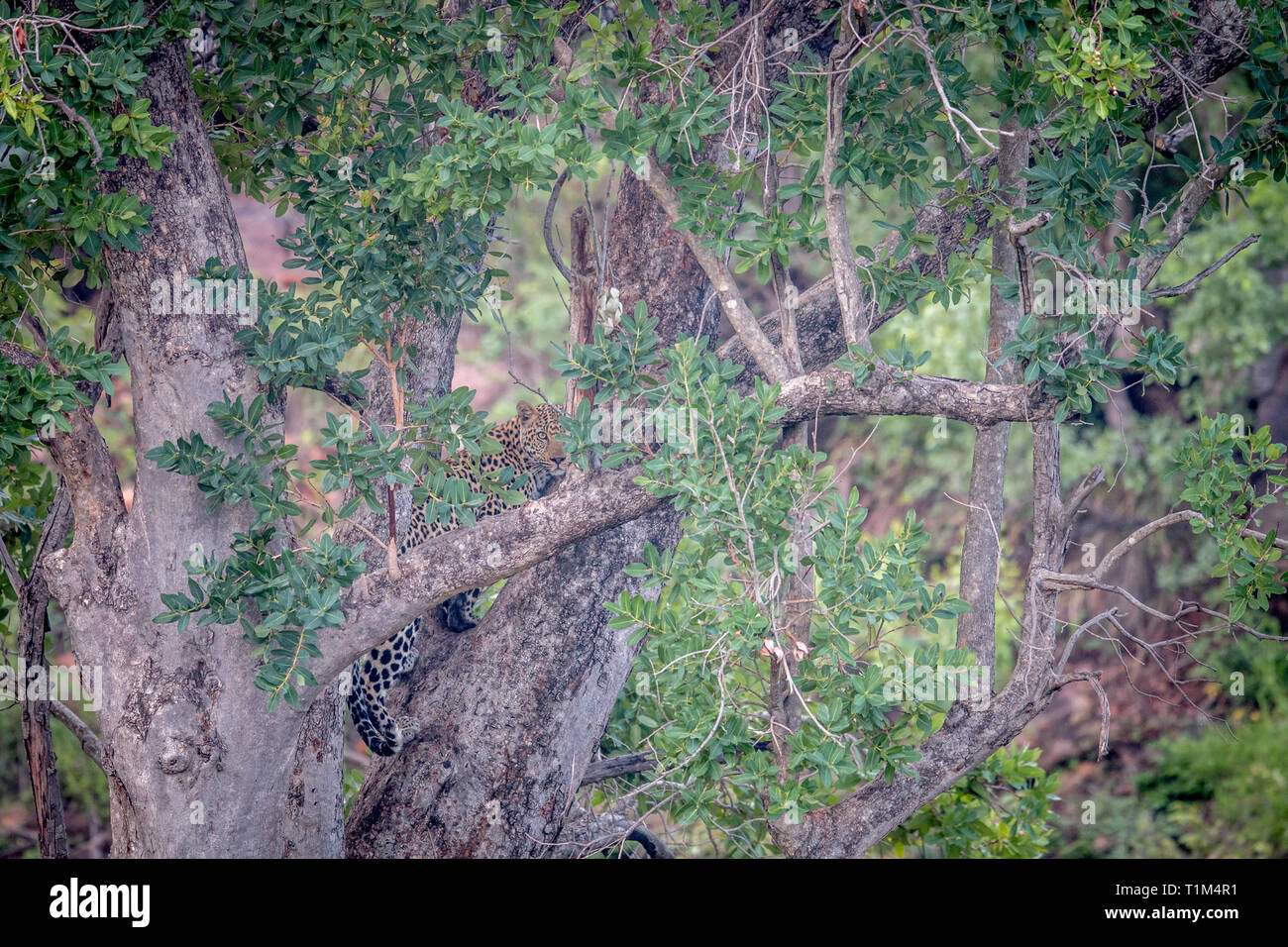 Young Leopard standing in a tree in the Welgevonden game reserve, South ...