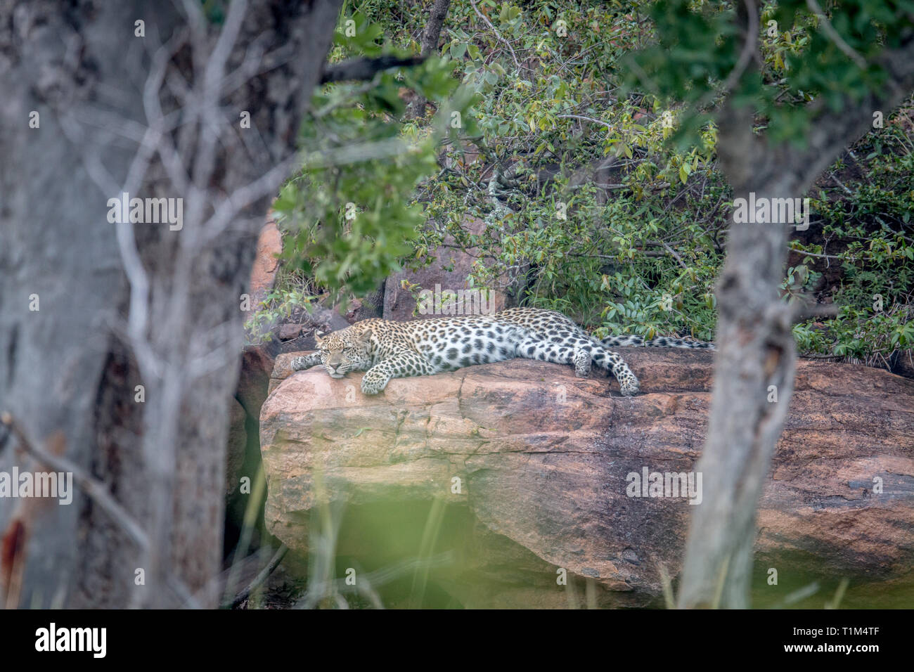 Leopard laying on a rock in the Welgevonden game reserve, South Africa ...