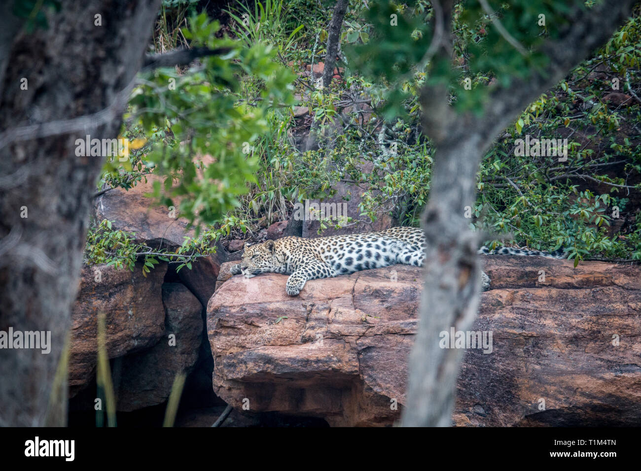 Leopard laying on a rock in the Welgevonden game reserve, South Africa ...