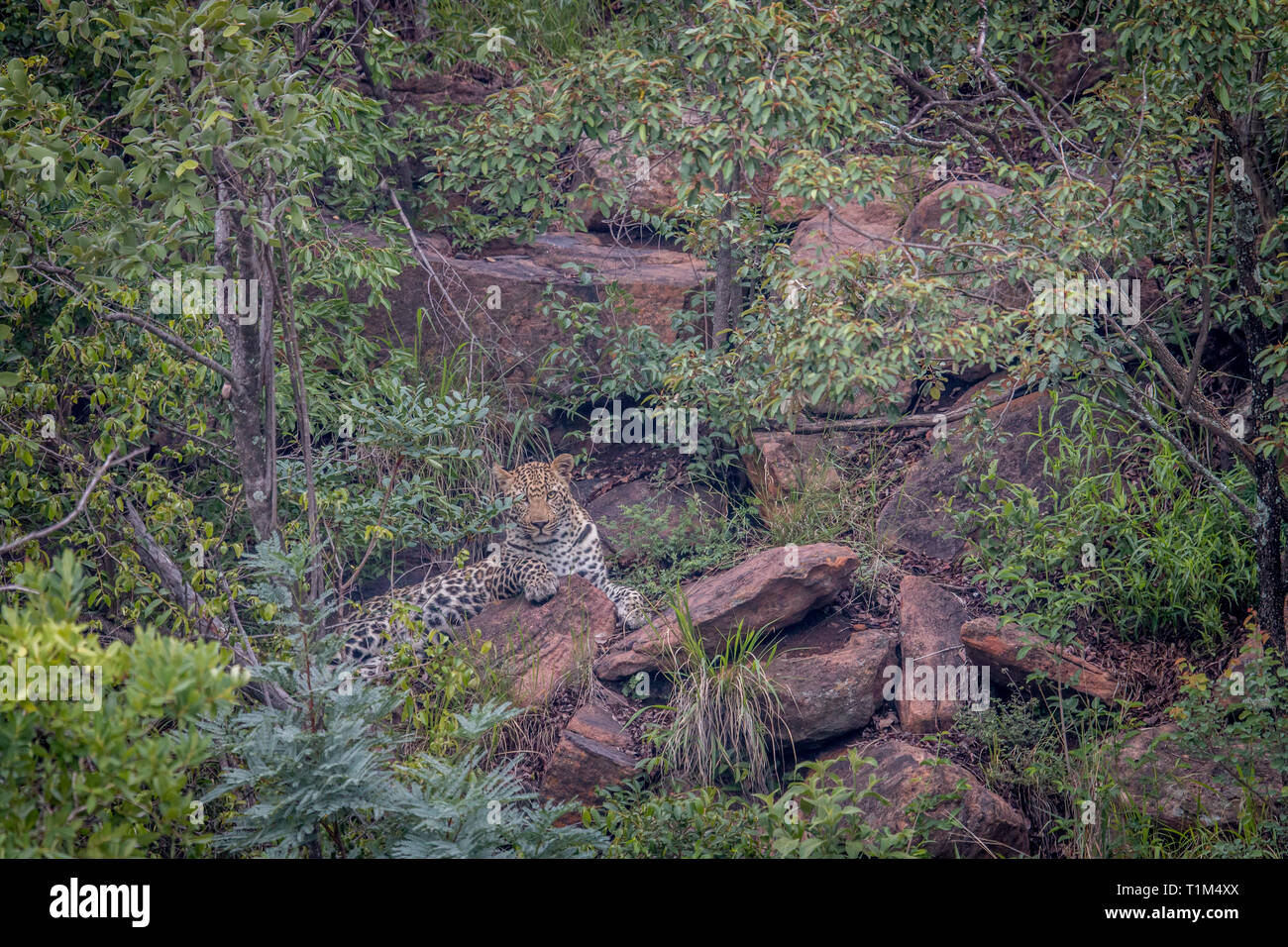 Leopard laying on rock hi-res stock photography and images - Alamy