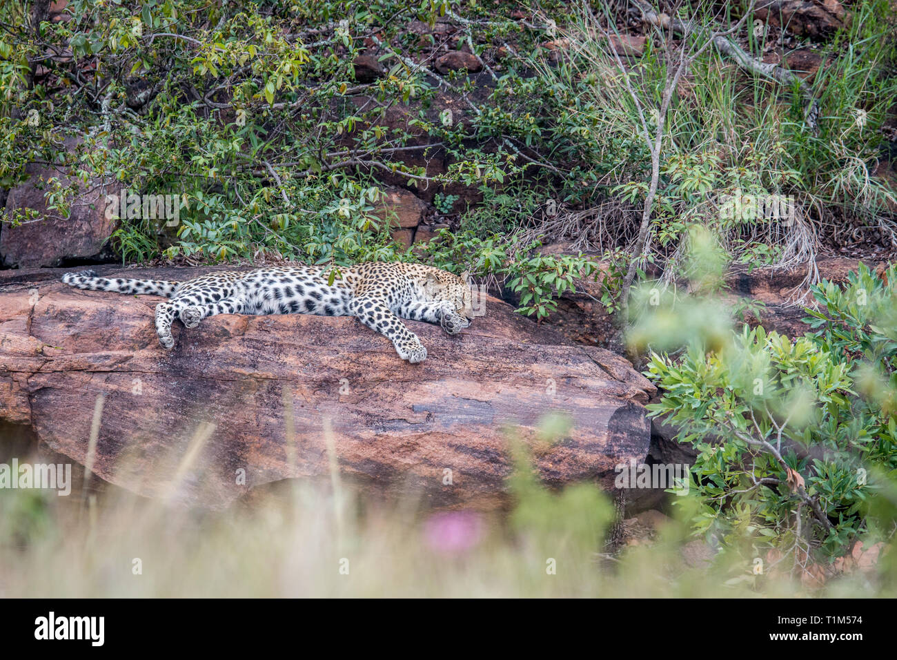 Leopard laying on a rock in the Welgevonden game reserve, South Africa ...