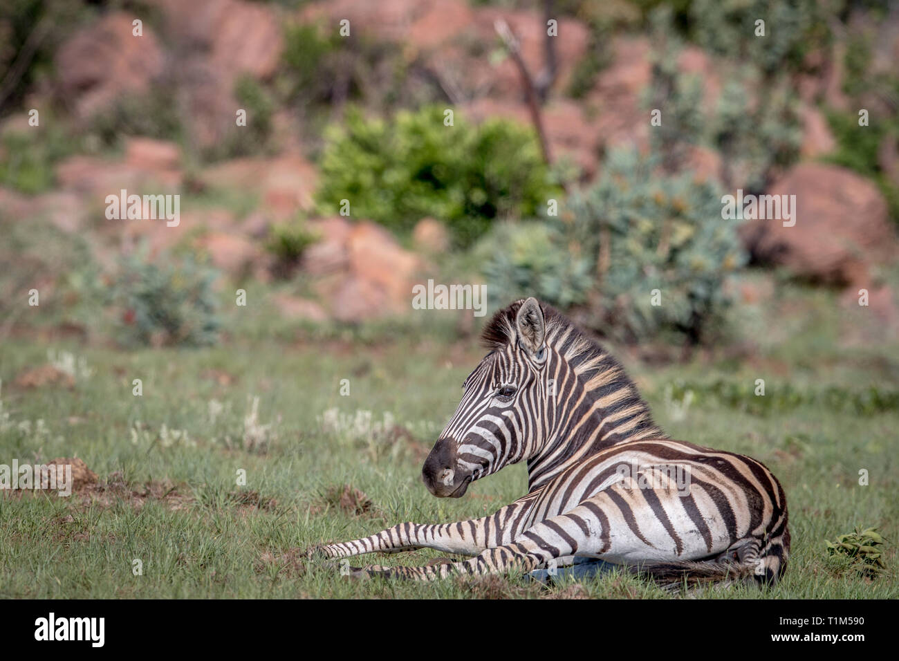 Laying down zebra hi-res stock photography and images - Alamy