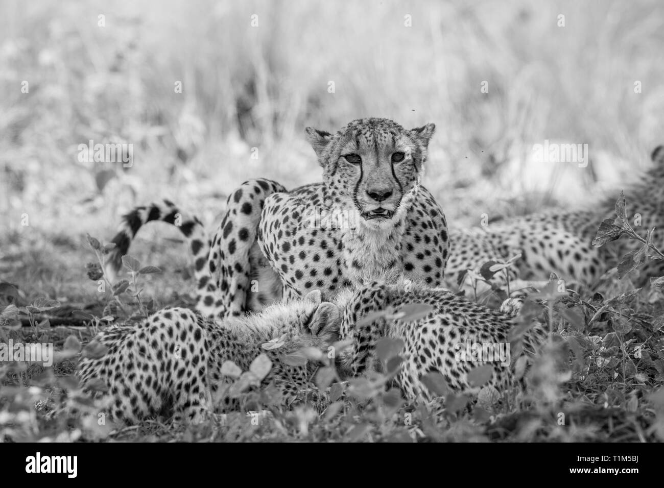 Black And White Baby Cheetah Photography