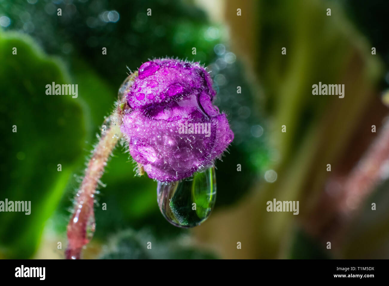 Small violet flower close-up in water drops. Macro photography. A ...